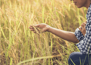 Agricrops 🌾 Semințe, Pesticide, Îngrășăminte, Consultanță de specialitate